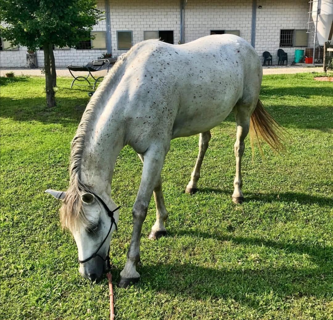 Il quarab – Pillolequestri