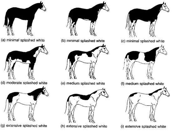 Splashed white horse – Pillolequestri